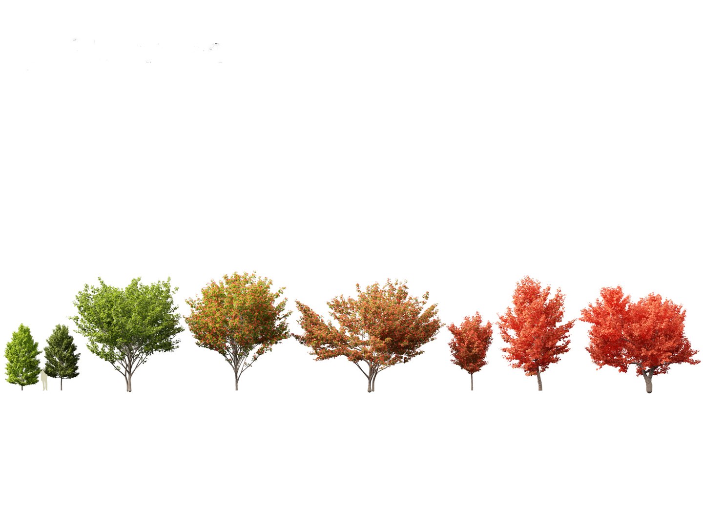 Acer Rubrum - Red Maple 3D Model - TurboSquid 2109075