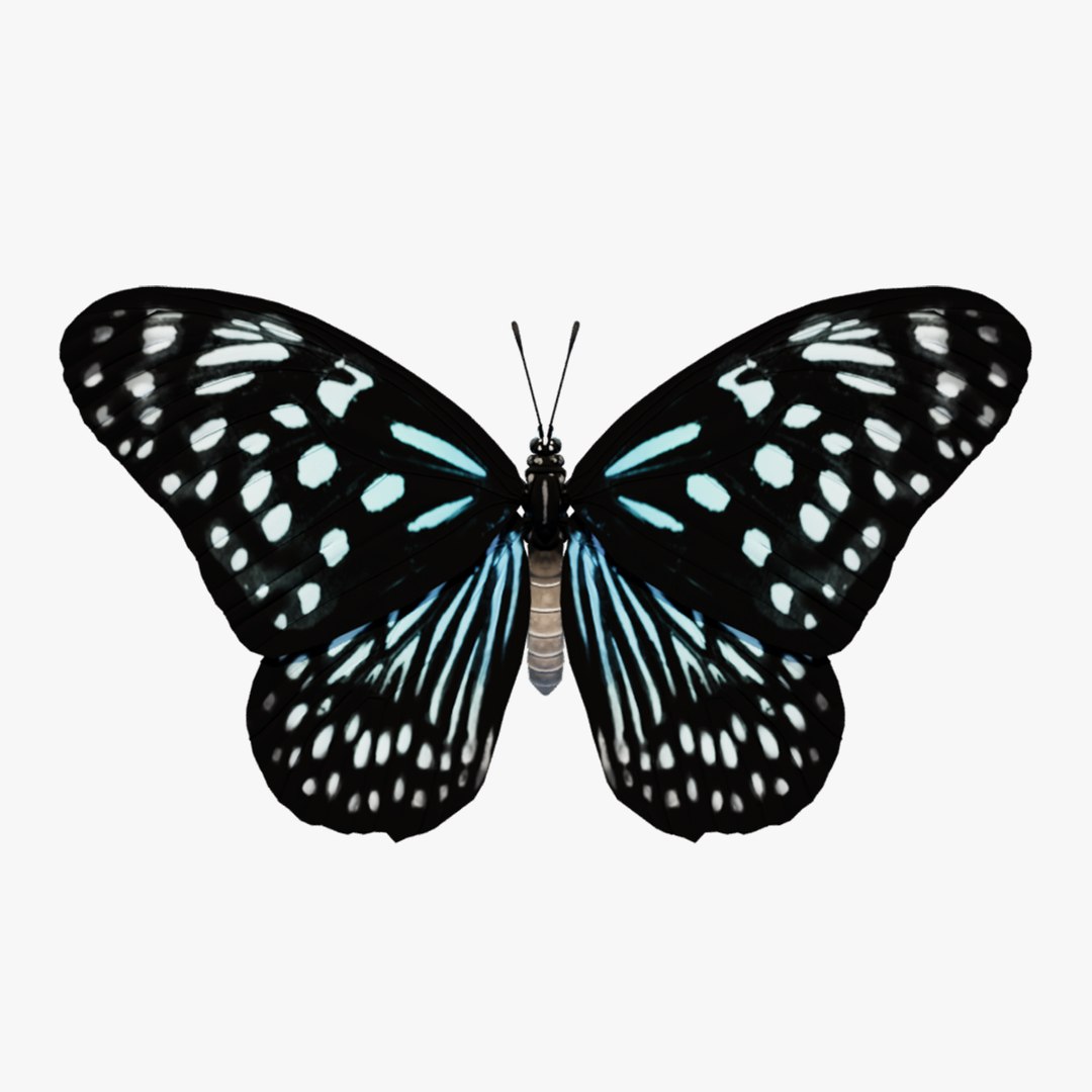 Butterfly Blue Tiger Model - TurboSquid 2421221