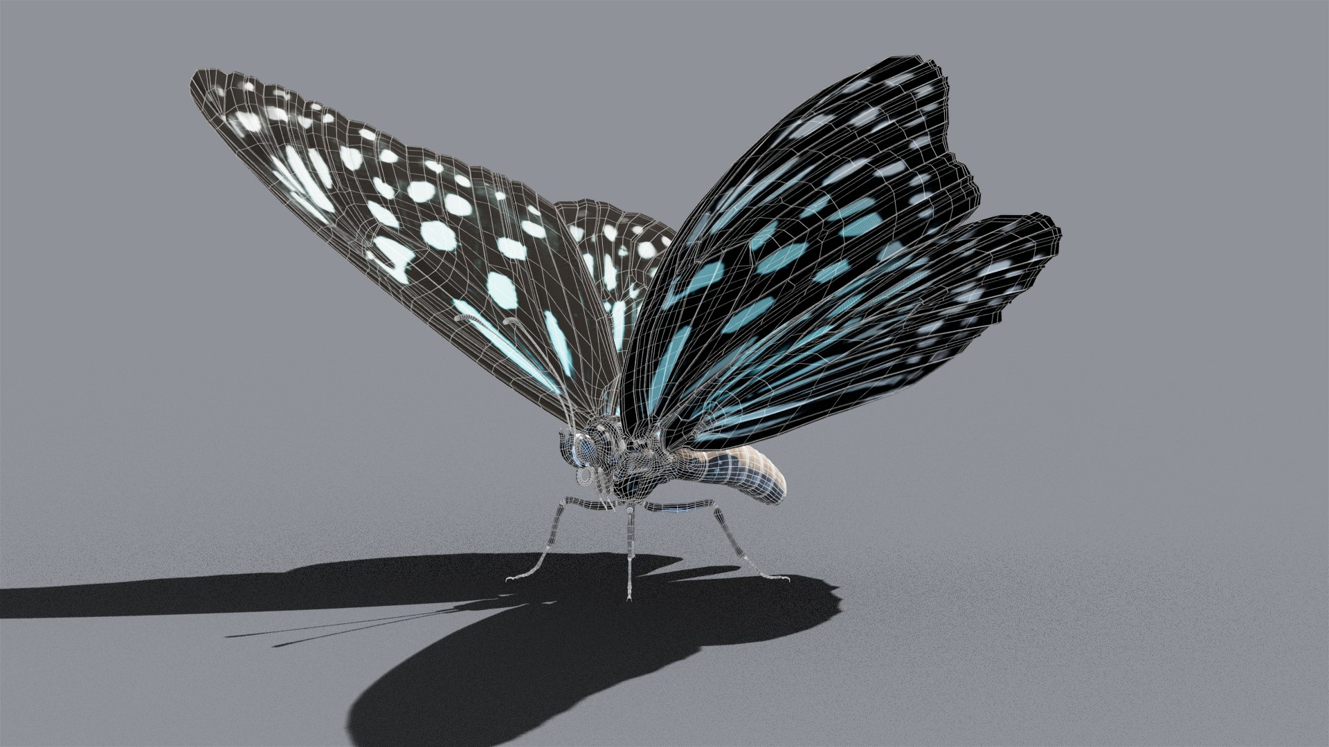 Butterfly Blue Tiger Model - TurboSquid 2421221