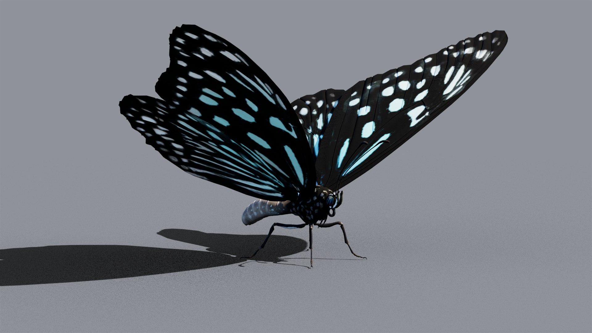 Butterfly Blue Tiger Model - TurboSquid 2421221