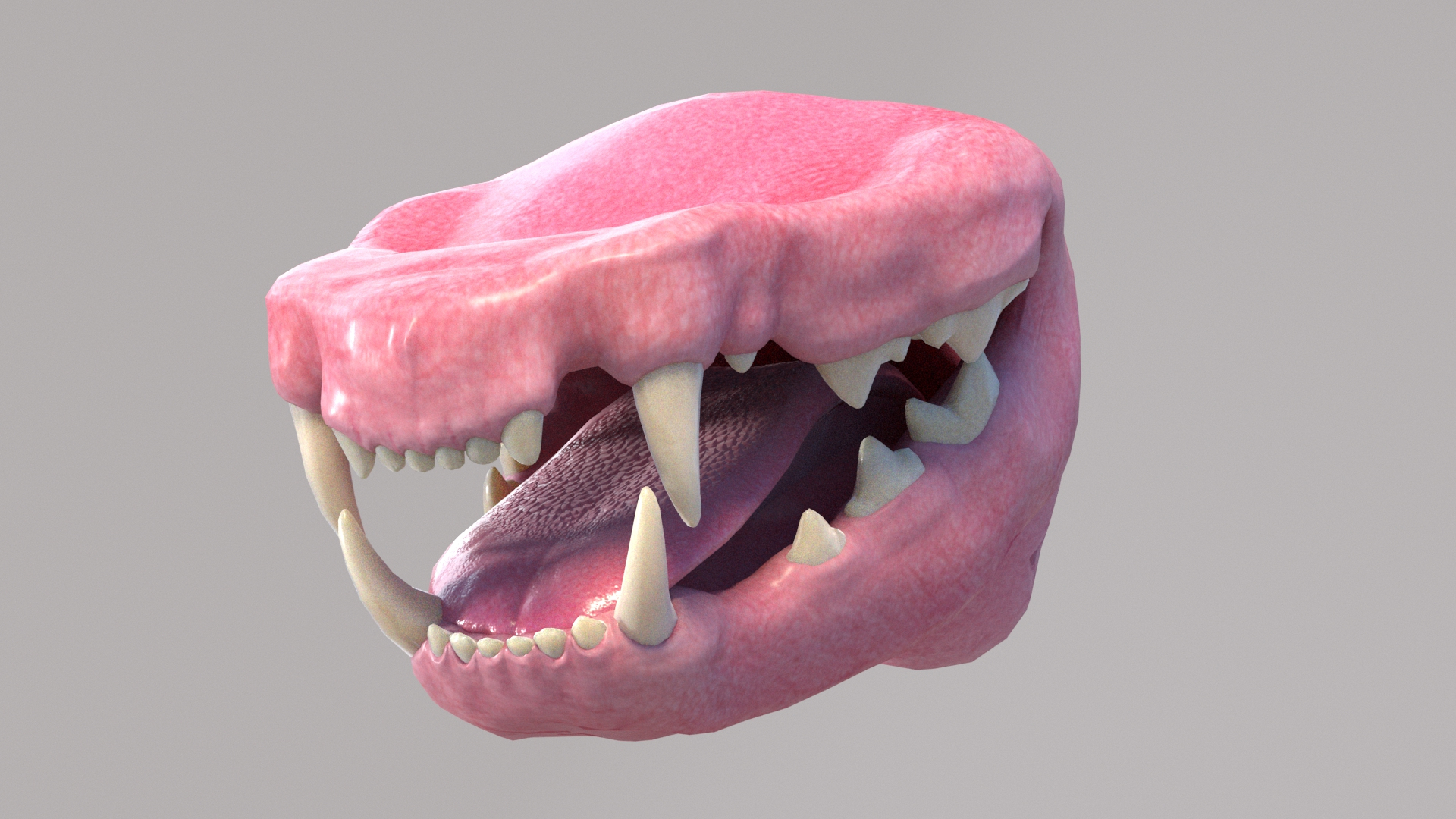 3D Realistic Cat Mouth Model - TurboSquid 1437282