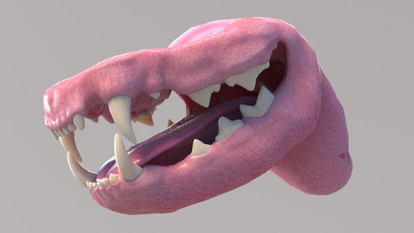3D realistic cat mouth model - TurboSquid 1437282