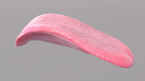 3D realistic cat mouth model - TurboSquid 1437282