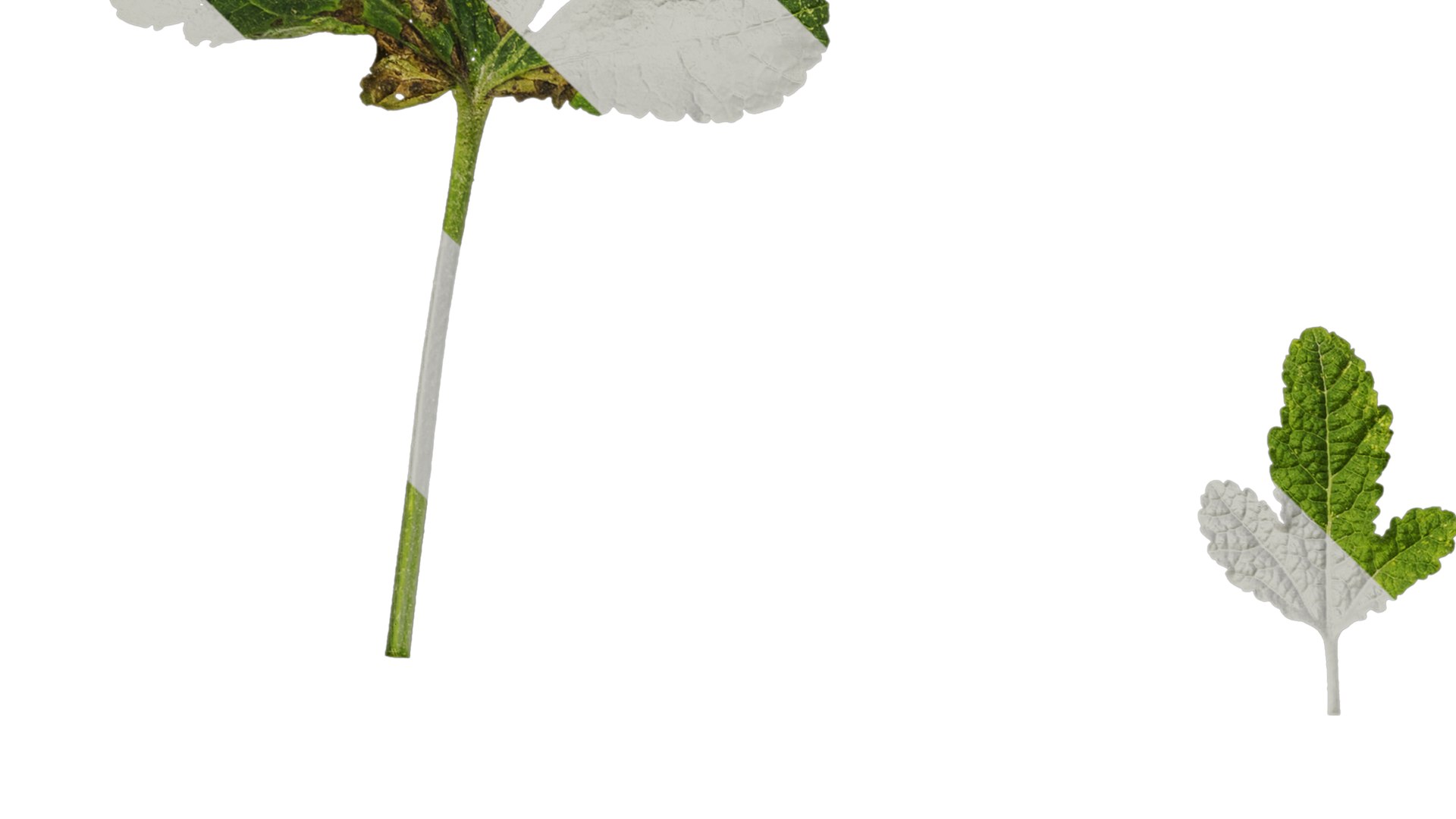 Anydrafts Alcea Rosea Leaf 05 Textures 3D - TurboSquid 2352005