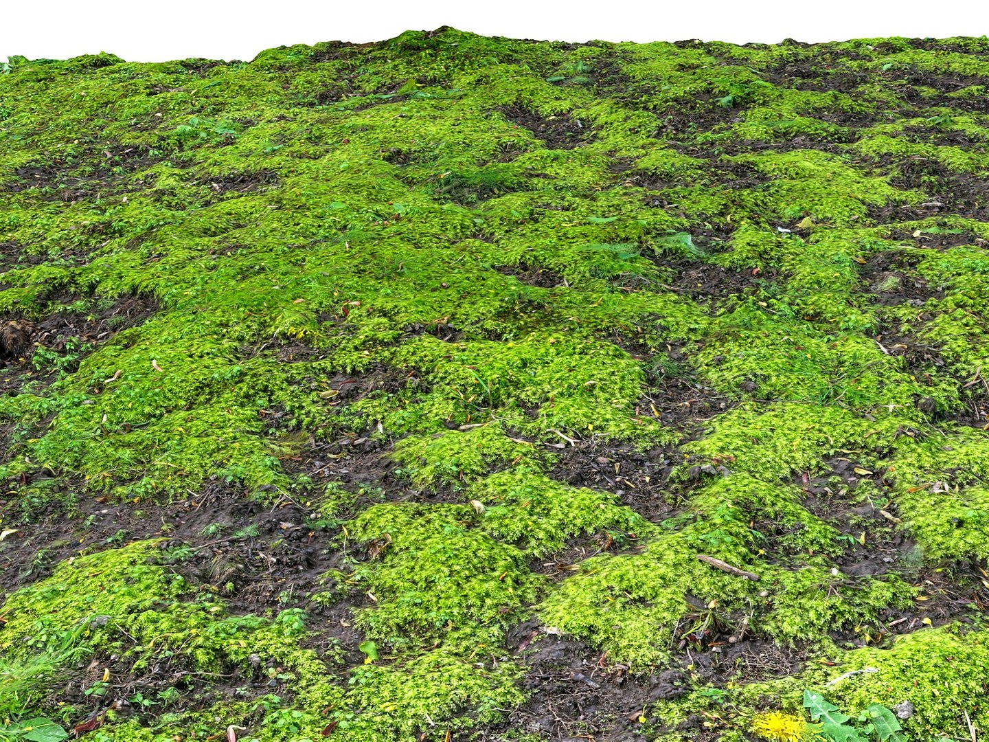 3d Model Forest Ground 16k Hd