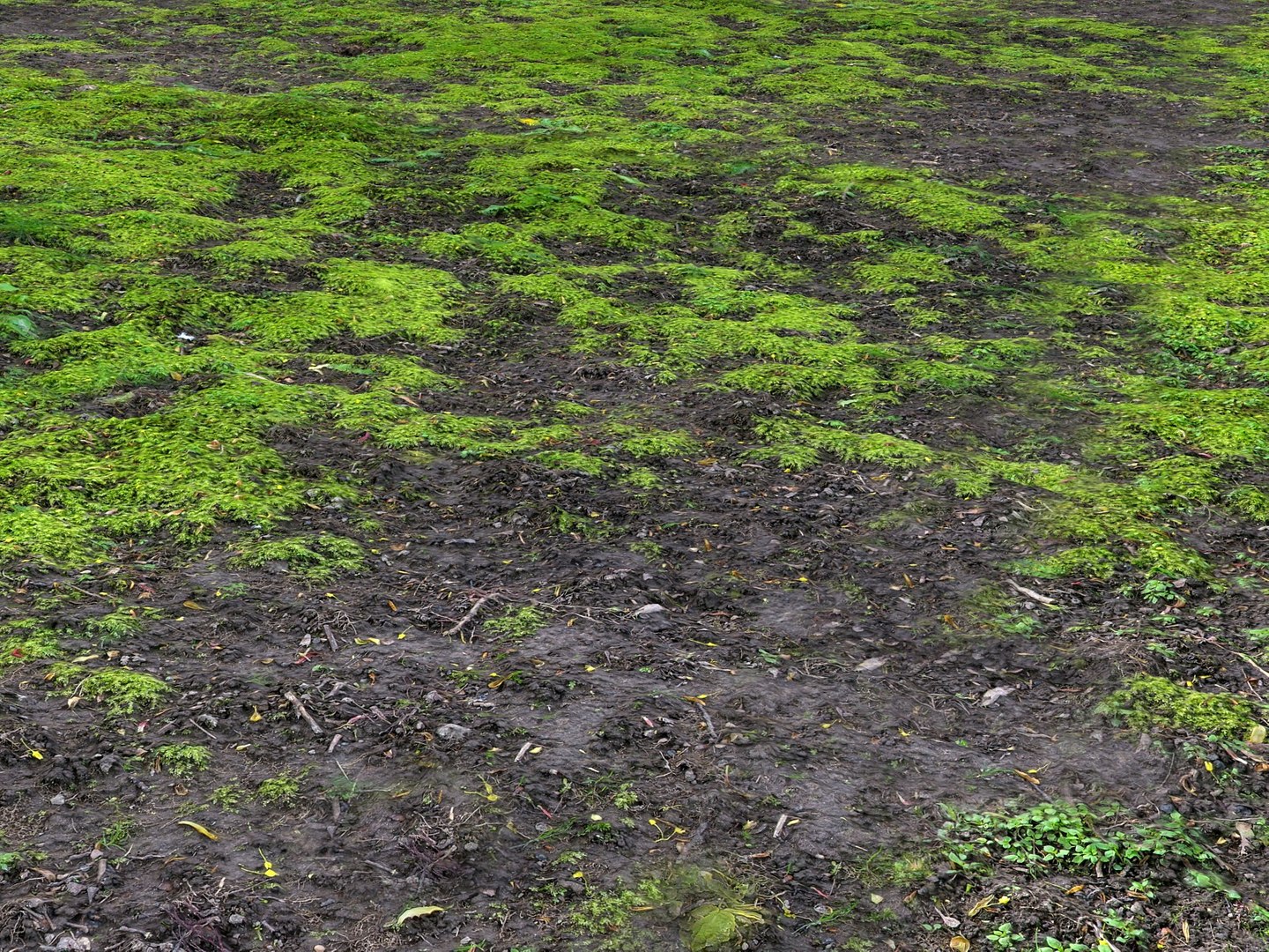 3d Model Forest Ground 16k Hd