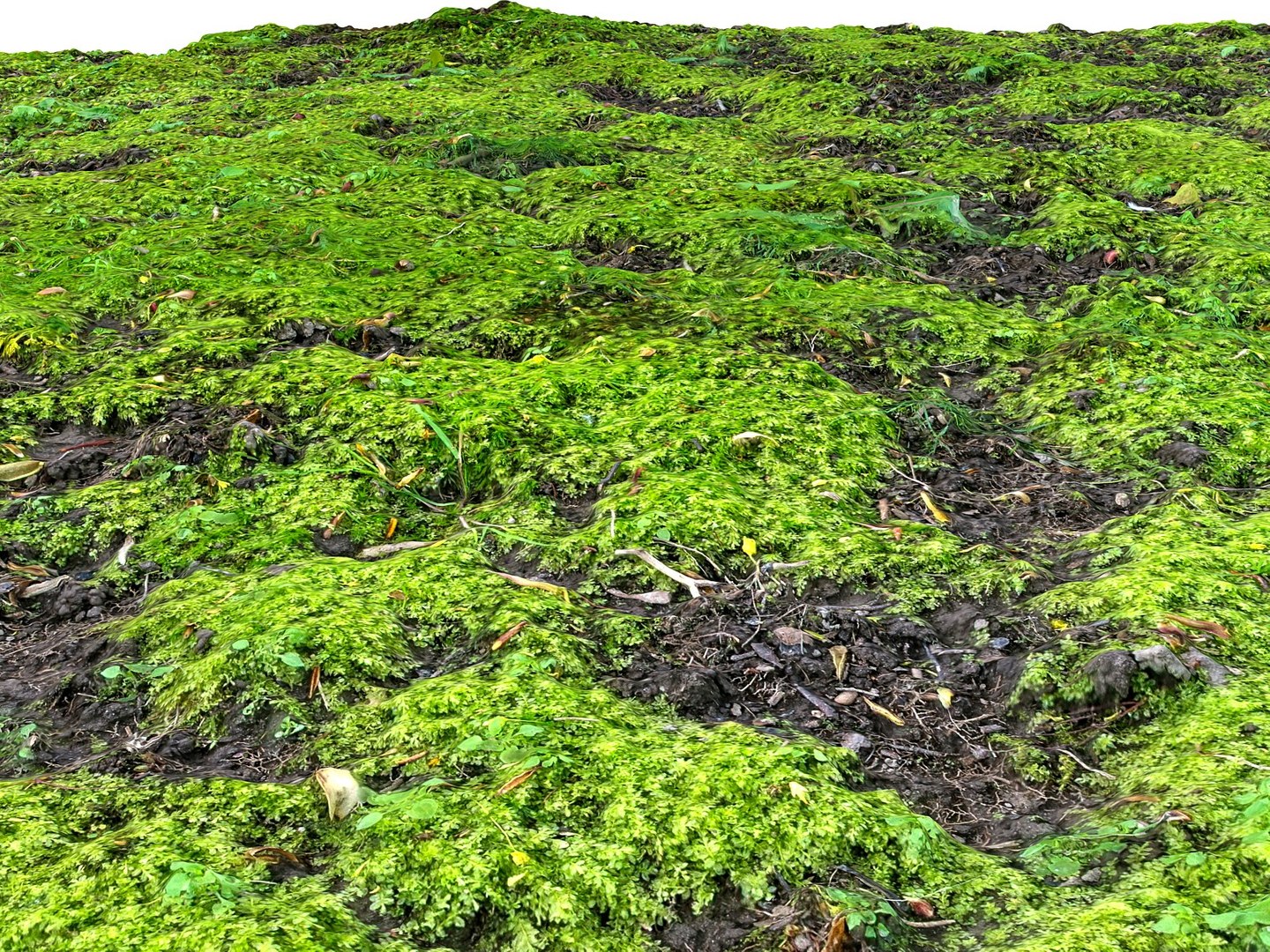 3d Model Forest Ground 16k Hd