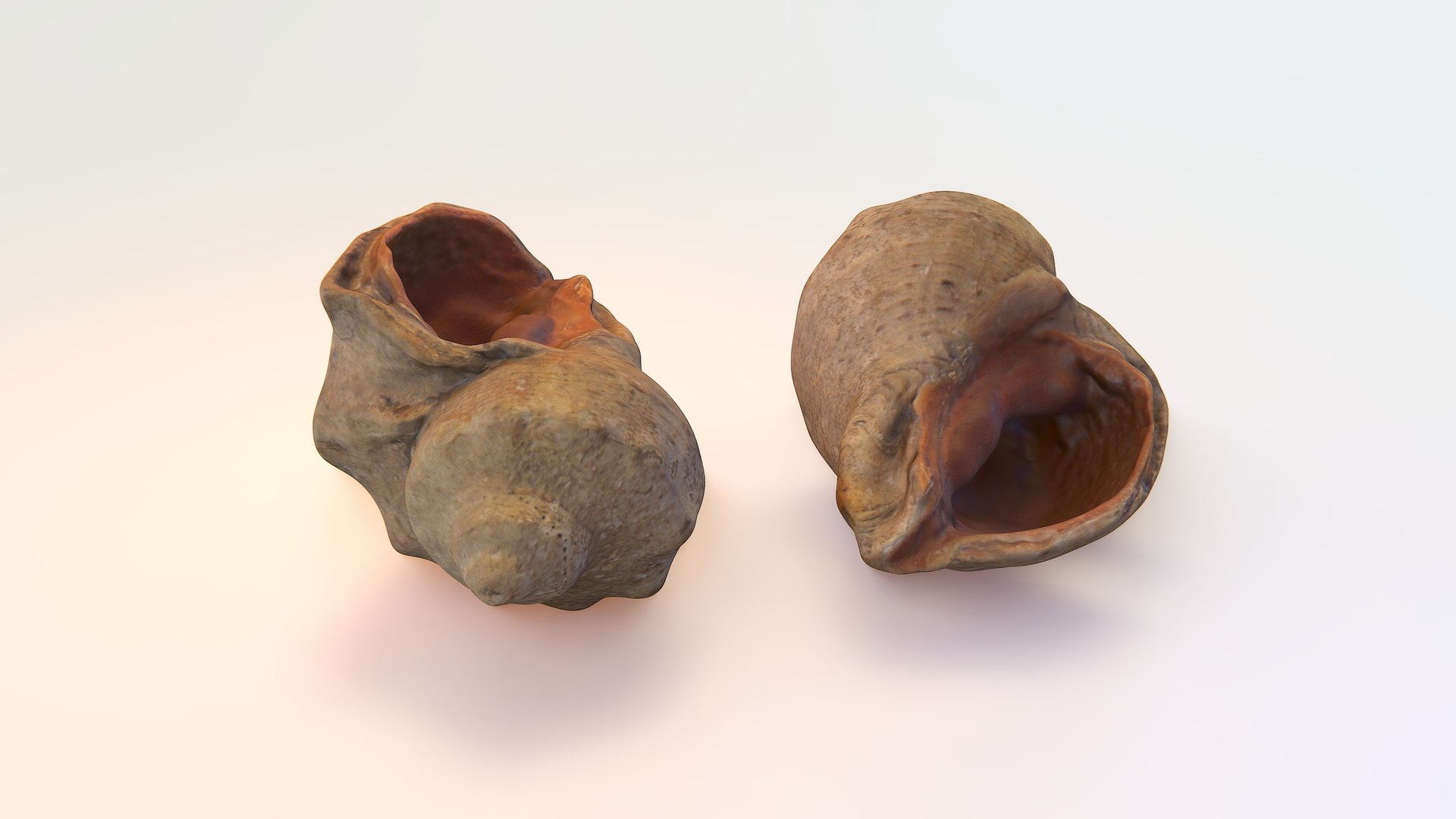 3D seashell rapana model - TurboSquid 1475577