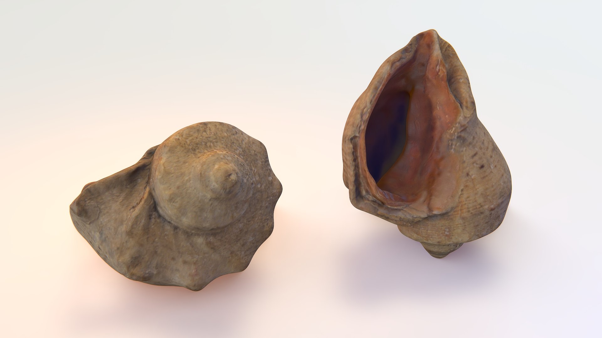3D seashell rapana model - TurboSquid 1475577