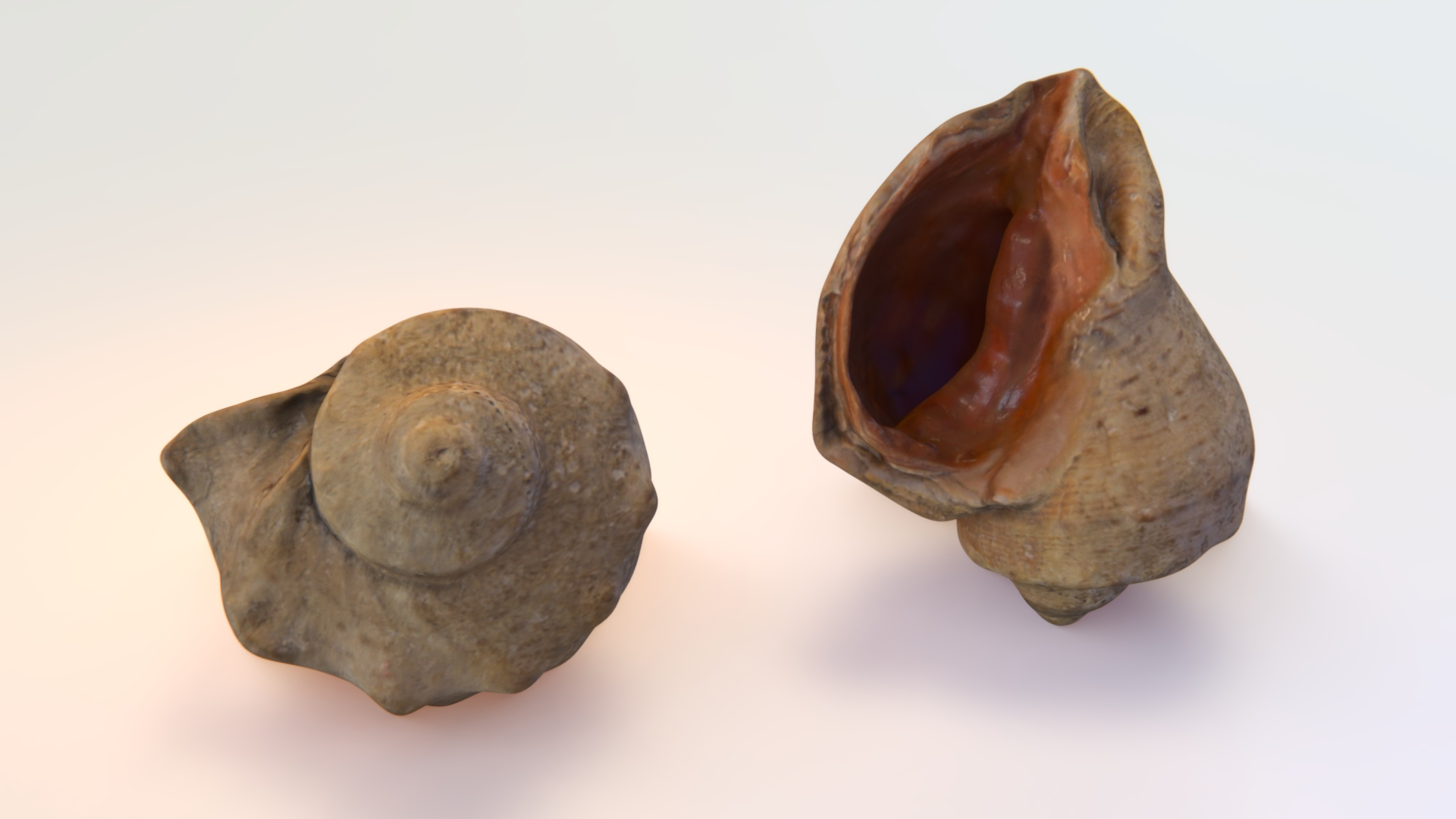 3D seashell rapana model - TurboSquid 1475577