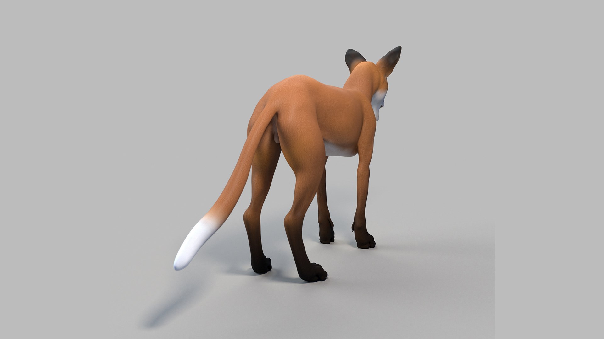 3D Model Fox Rigged - TurboSquid 1616241