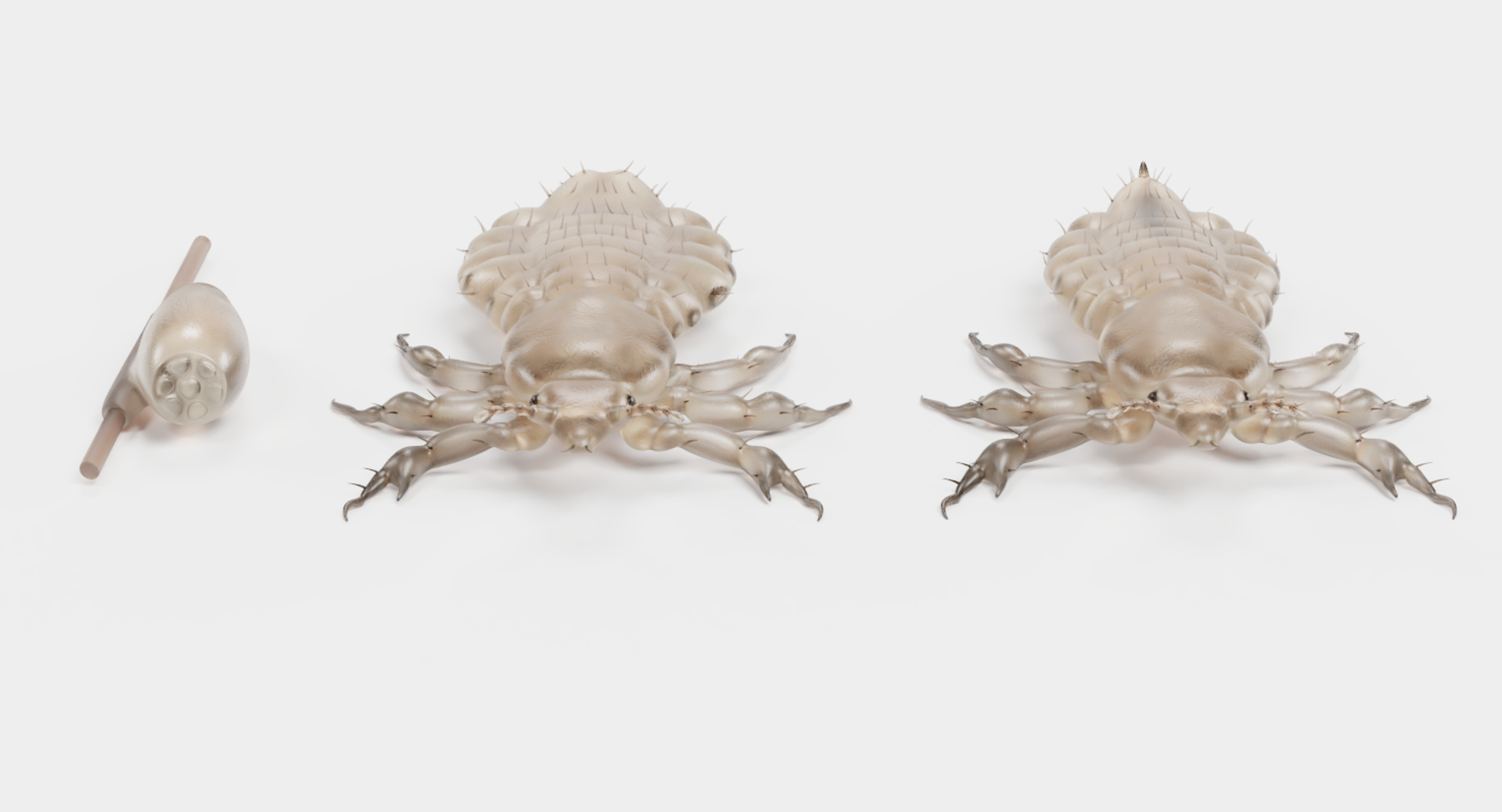 Head Lice Set 3D Model - TurboSquid 1423010