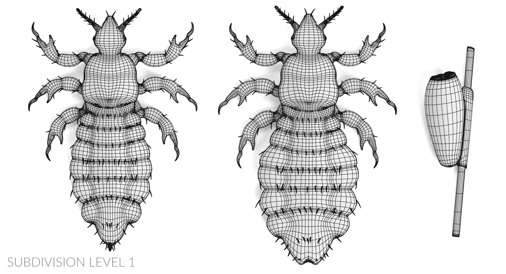 Head Lice Set 3D Model - TurboSquid 1423010