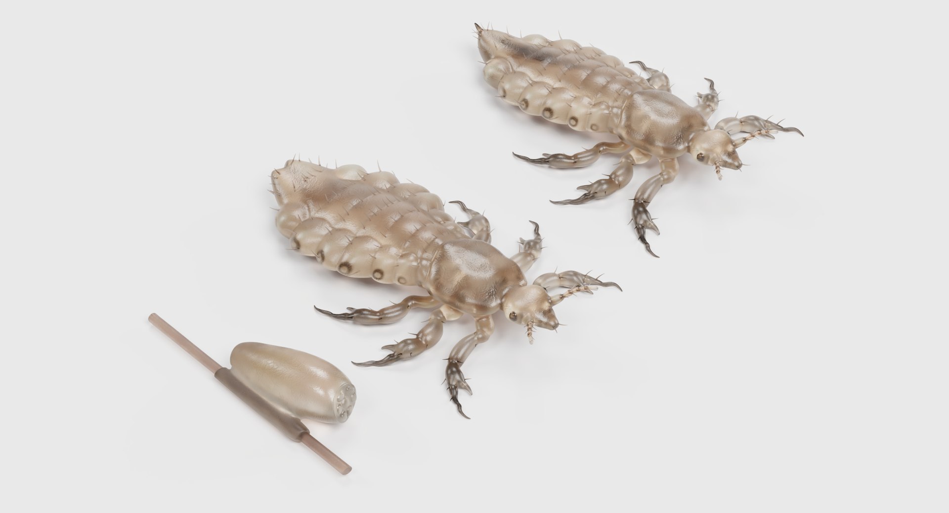 Head Lice Set 3D Model - TurboSquid 1423010