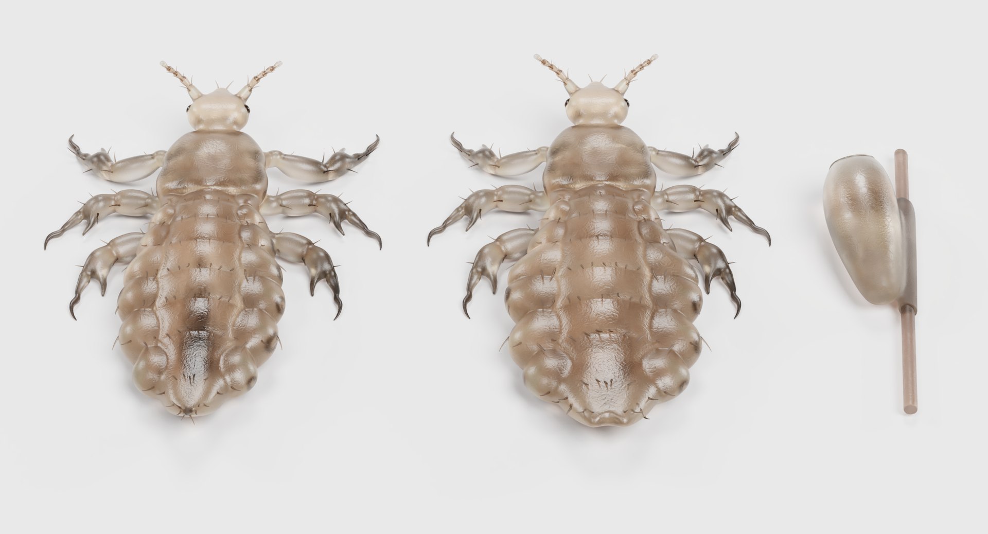 Head Lice Set 3D Model - TurboSquid 1423010