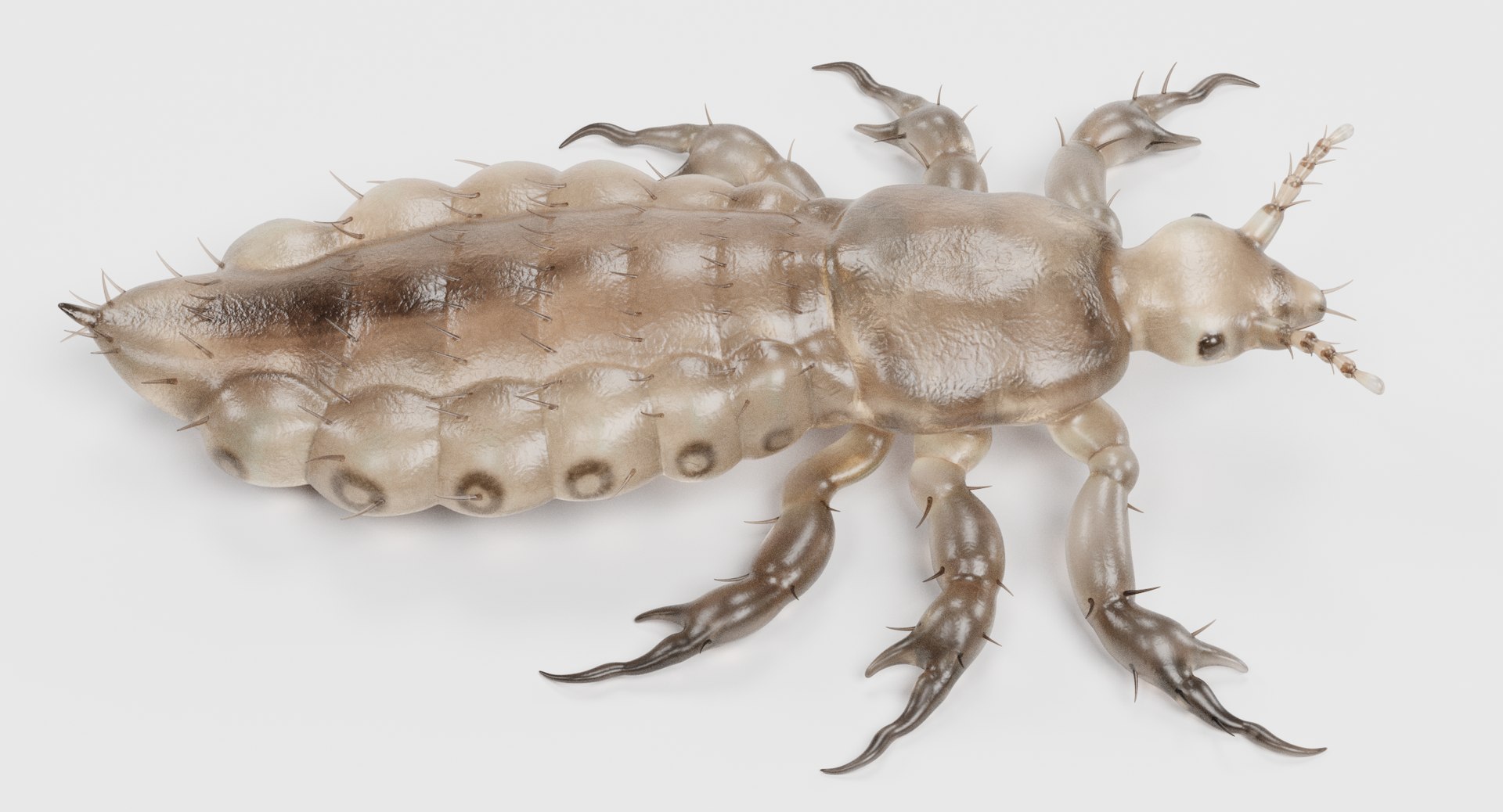 Head Lice Set 3D Model - TurboSquid 1423010