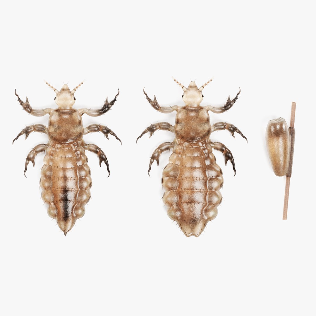 Head Lice Set 3D Model - TurboSquid 1423010