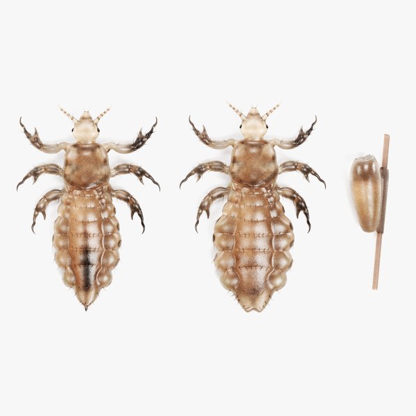 3D Lice Models | TurboSquid