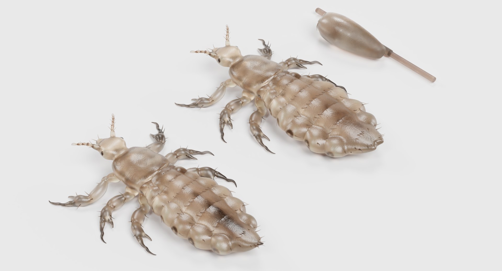 Head Lice Set 3D Model - TurboSquid 1423010