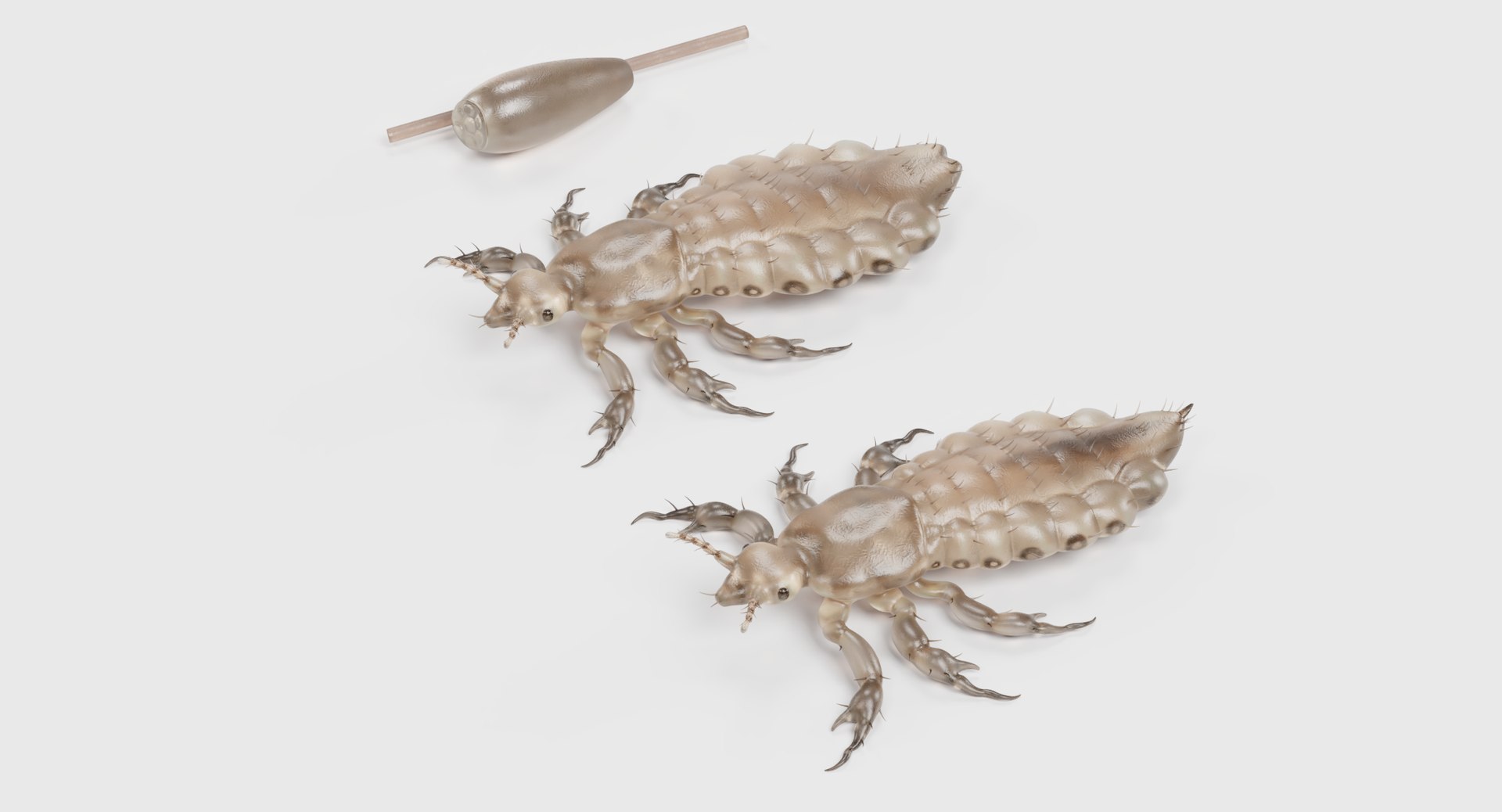 Head Lice Set 3D Model - TurboSquid 1423010
