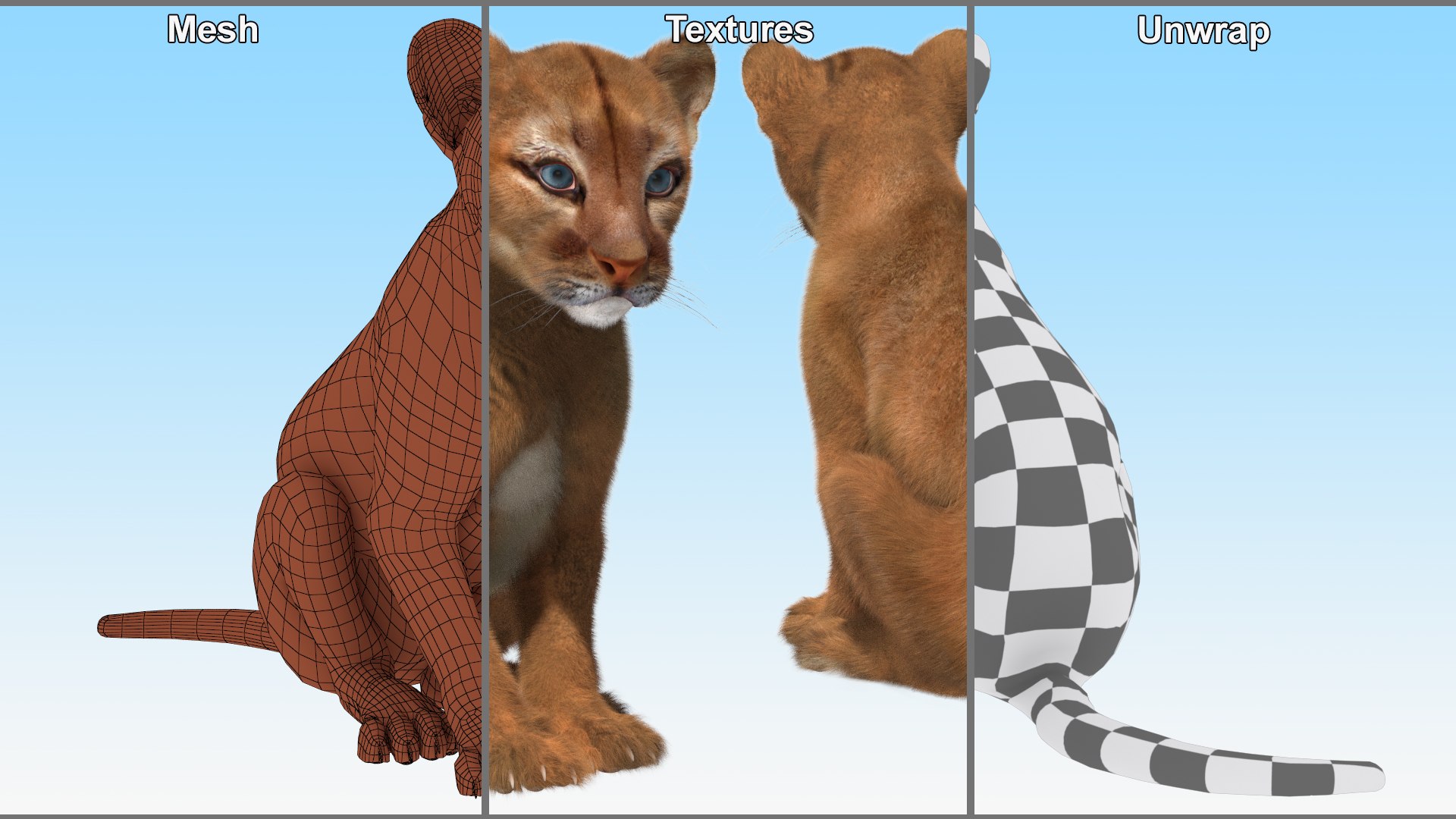 Puma Cub Sitting Pose With Fur 3D Model - TurboSquid 2342506
