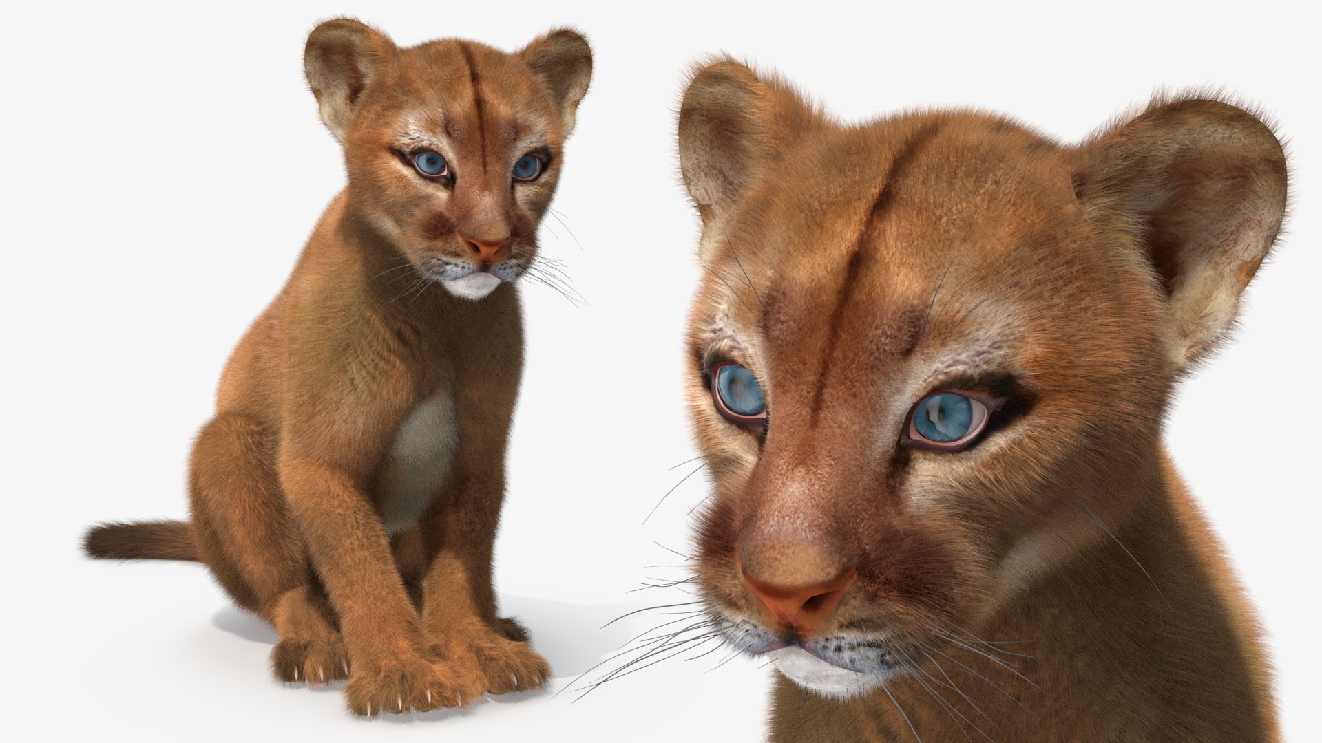 Puma Cub Sitting Pose With Fur 3D Model - TurboSquid 2342506