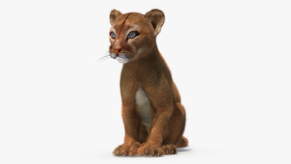 modelo 3d Cachorro de puma sentado con pelo - TurboSquid 2342506