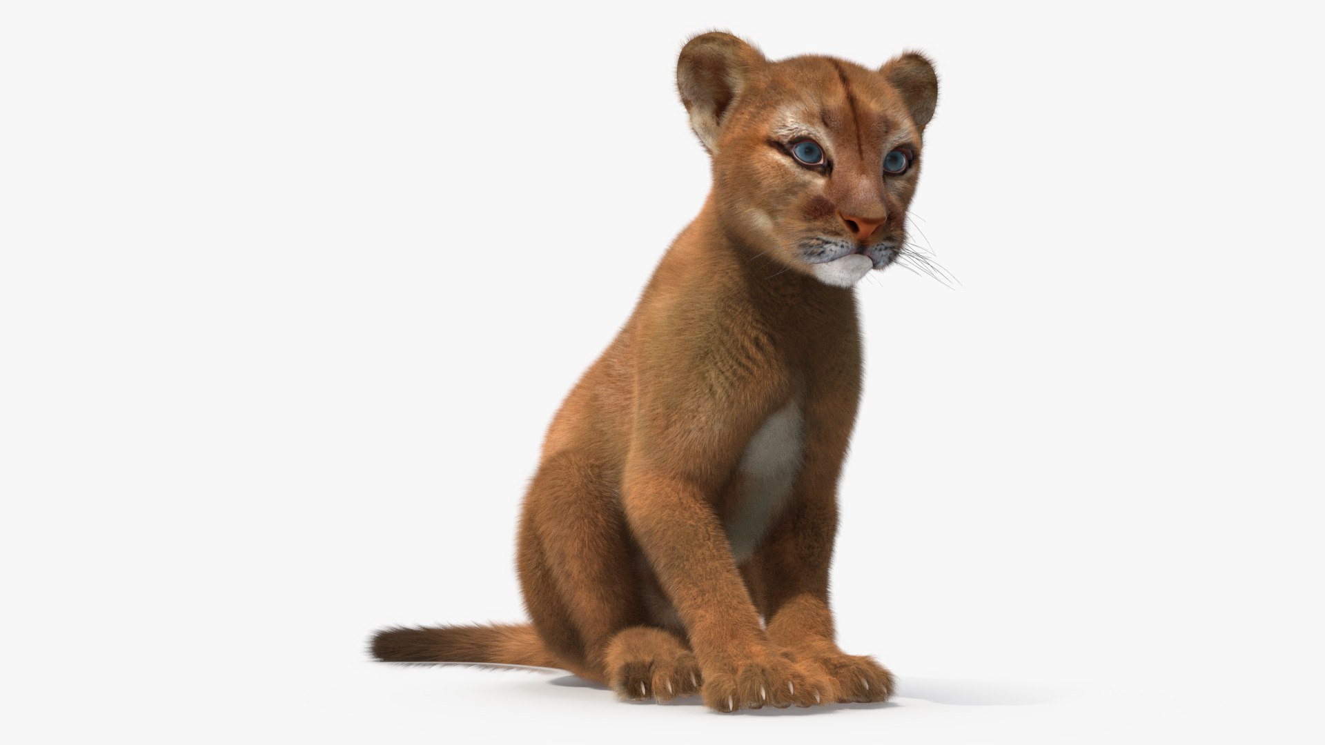 Puma Cub Sitting Pose With Fur 3D Model - TurboSquid 2342506