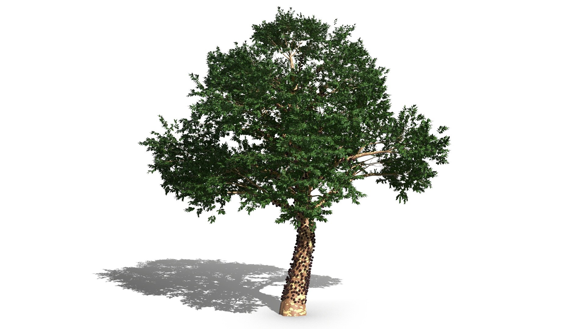Brazilian Tree Jabuticabeira 3D Model - TurboSquid 1608714