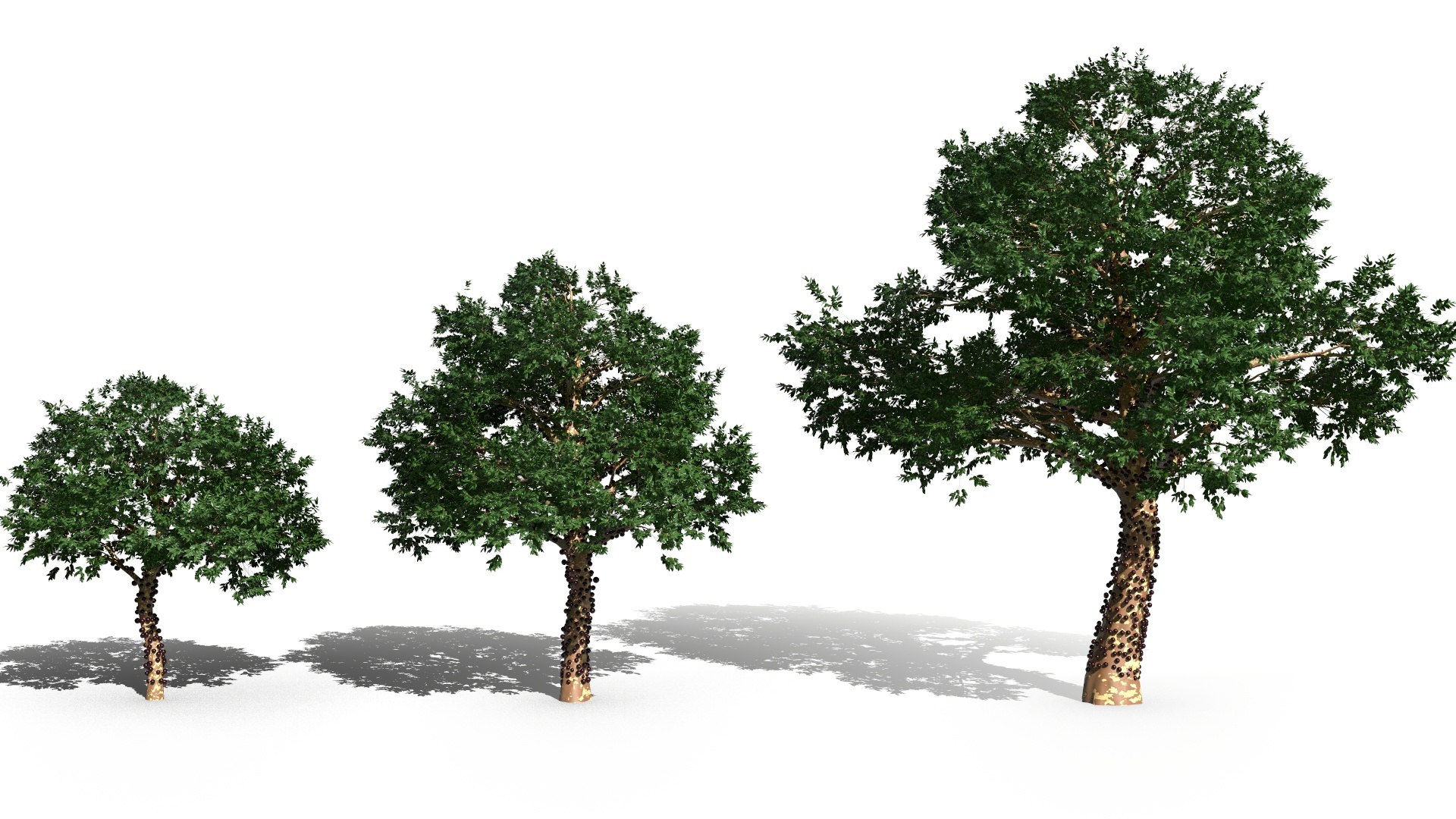 Brazilian Tree Jabuticabeira 3D Model - TurboSquid 1608714