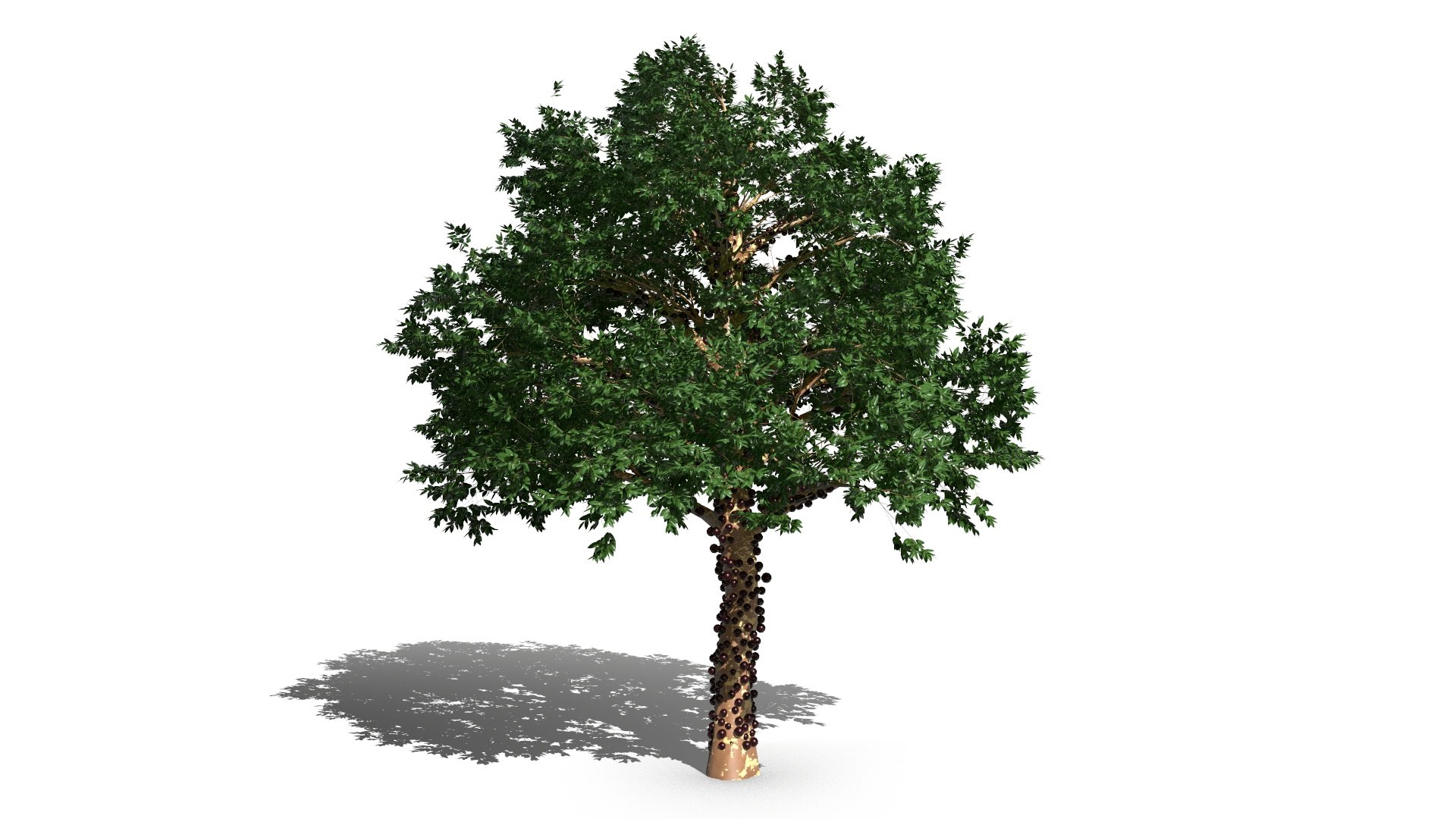 Brazilian Tree Jabuticabeira 3D Model - TurboSquid 1608714