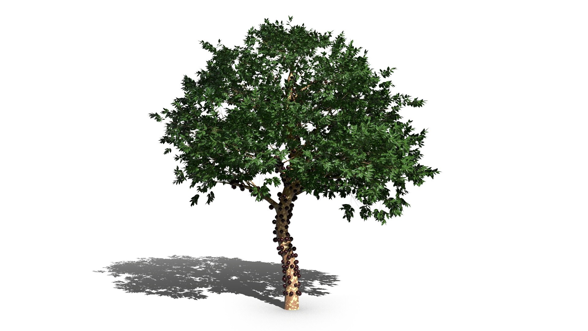 Brazilian Tree Jabuticabeira 3D Model - TurboSquid 1608714