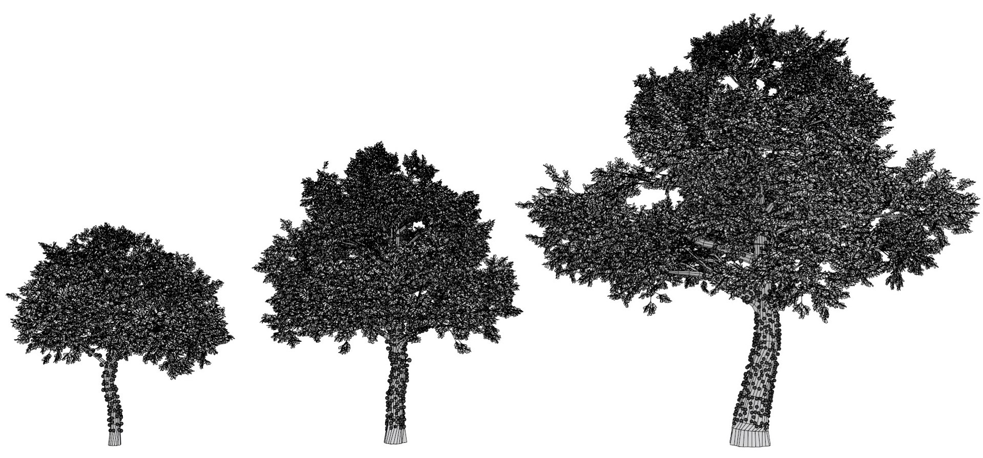 Brazilian Tree Jabuticabeira 3D Model - TurboSquid 1608714
