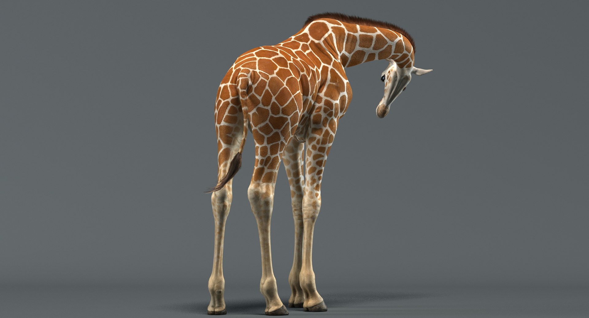 3D realistic giraffe rigged model - TurboSquid 1398245