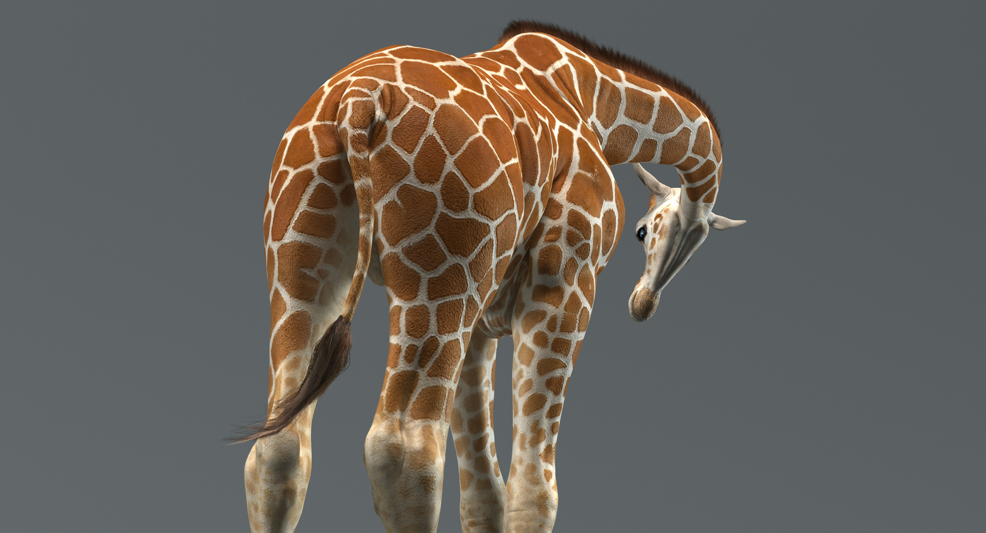 3D realistic giraffe rigged model - TurboSquid 1398245