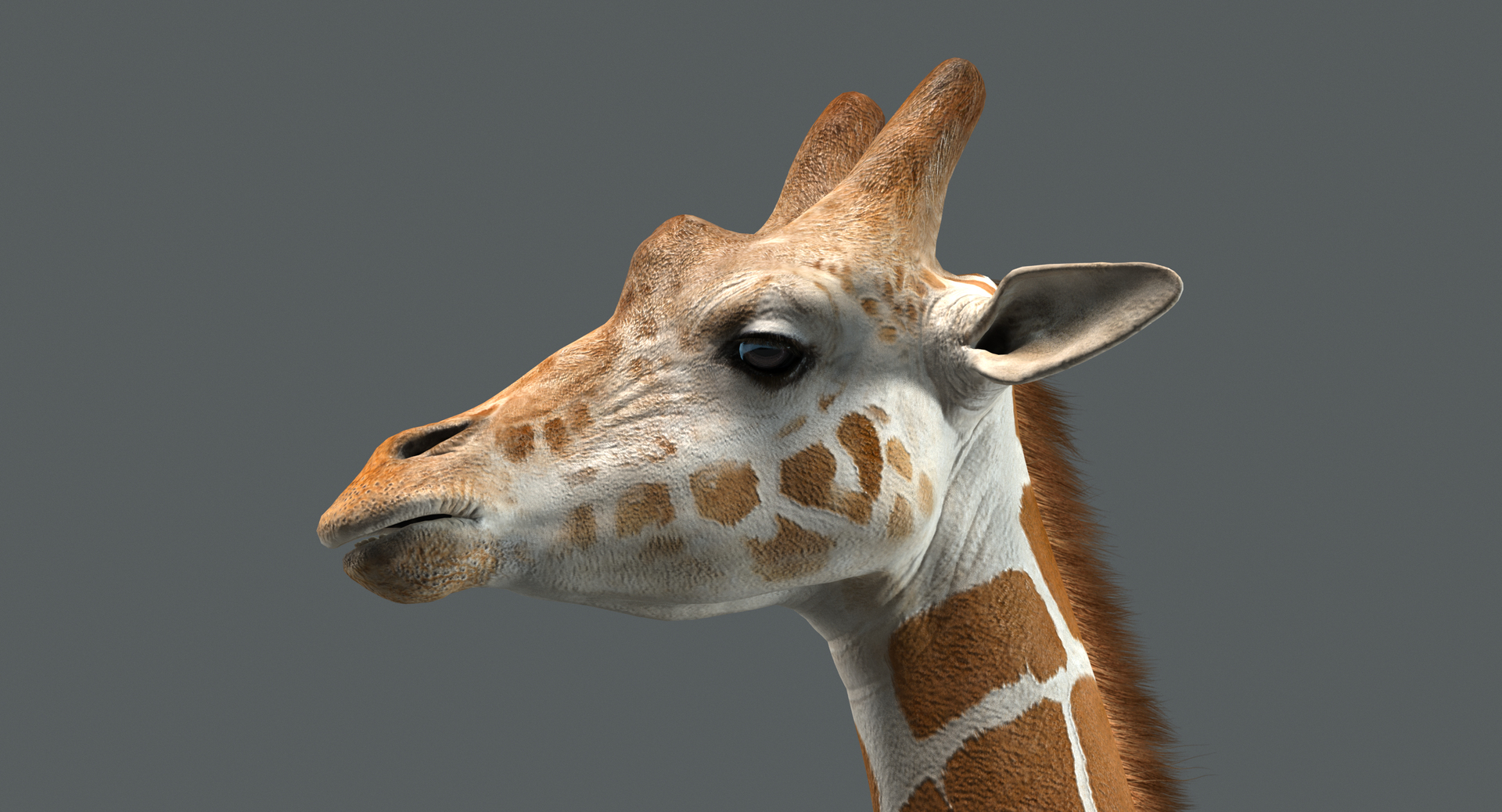 3D realistic giraffe rigged model - TurboSquid 1398245