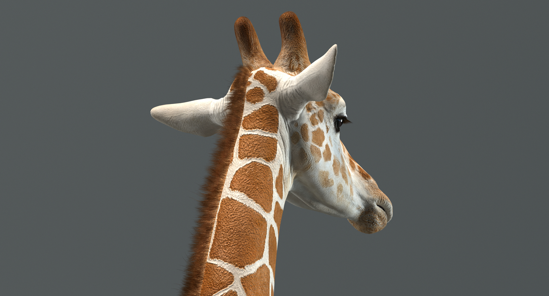 3D realistic giraffe rigged model - TurboSquid 1398245