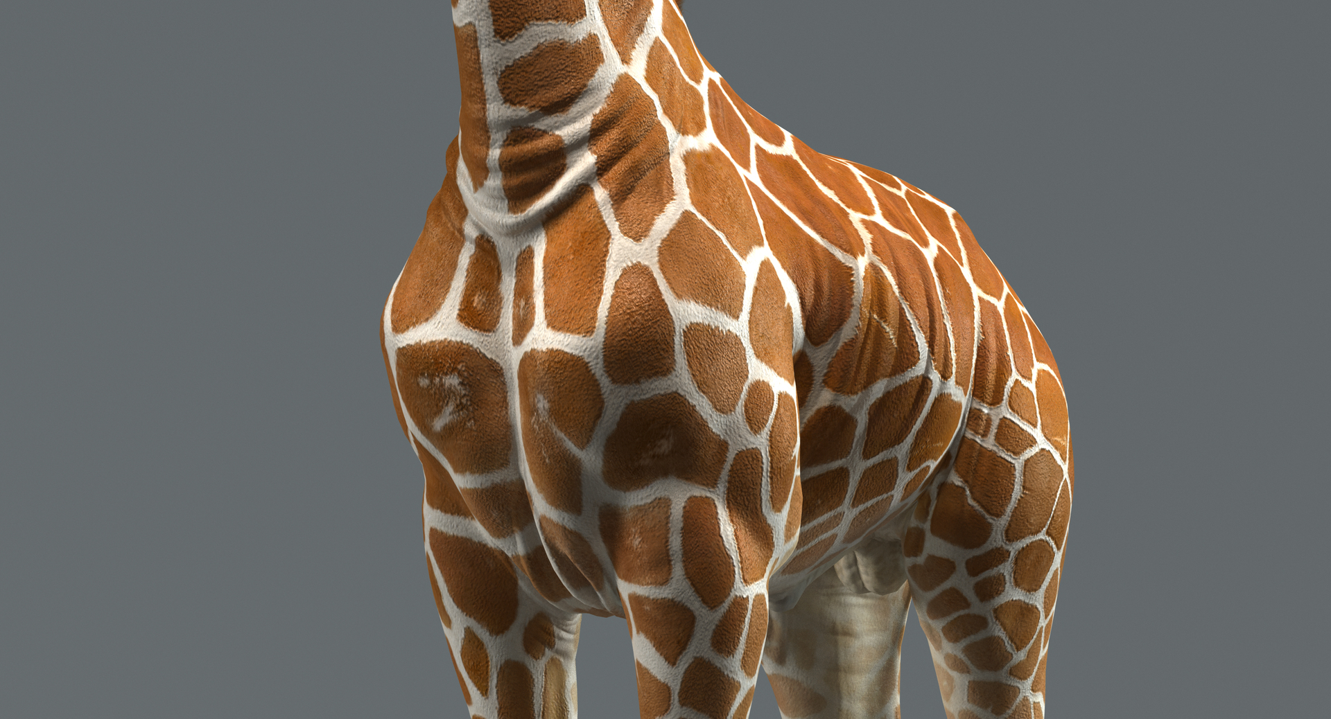 3D realistic giraffe rigged model - TurboSquid 1398245