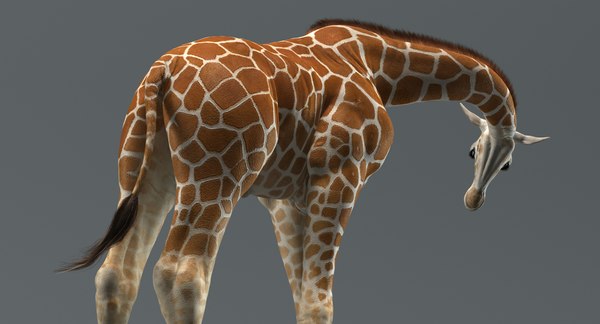 3D realistic giraffe rigged model - TurboSquid 1398245