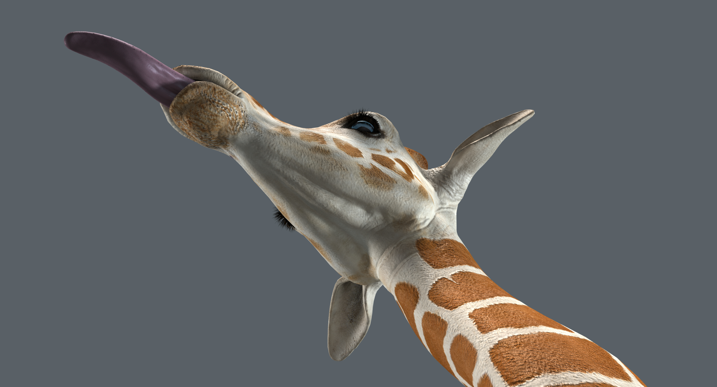 3D realistic giraffe rigged model - TurboSquid 1398245