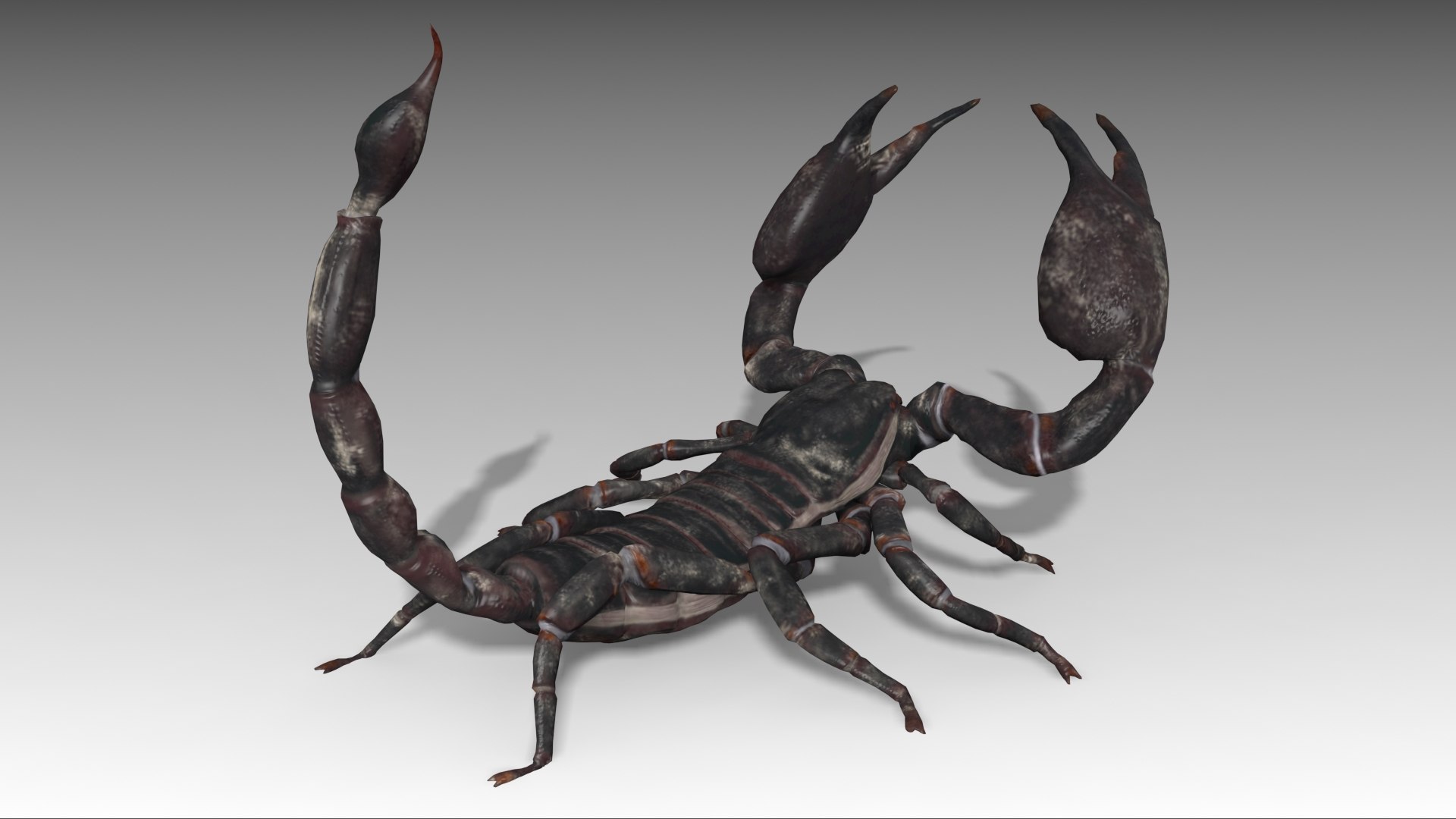 3D Insect Invertebrate Arachnid - TurboSquid 1692909
