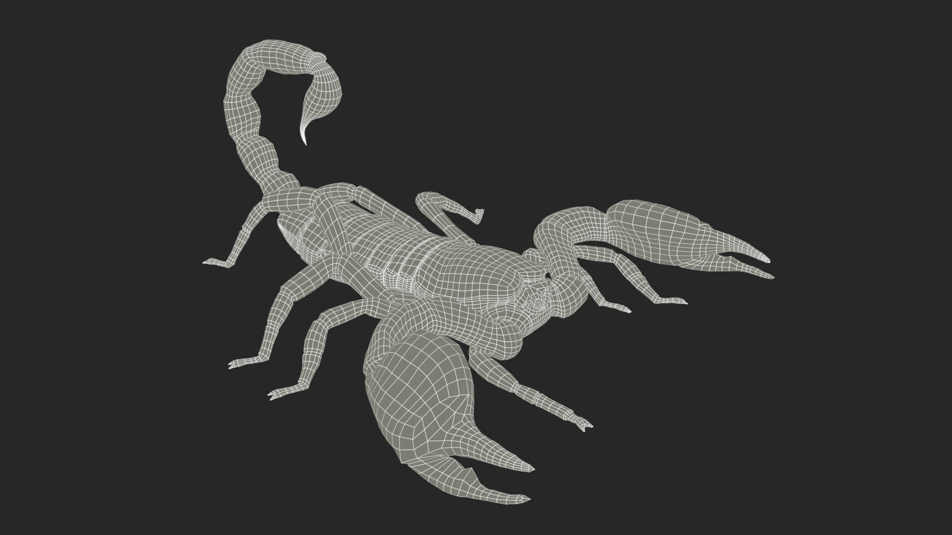 3D Insect Invertebrate Arachnid - TurboSquid 1692909