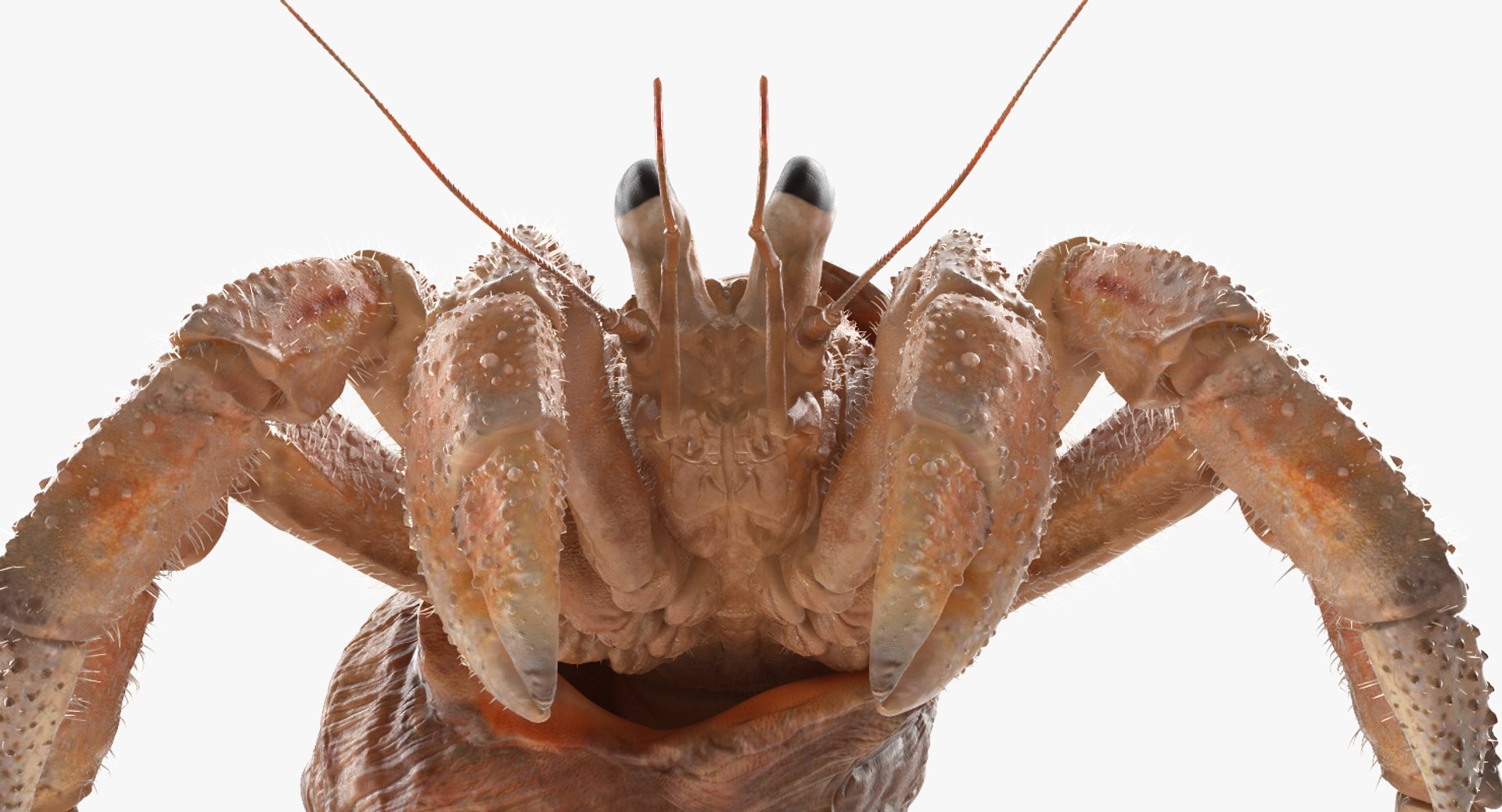 Hermit Crab Fur 3D Model | 1148689 | TurboSquid