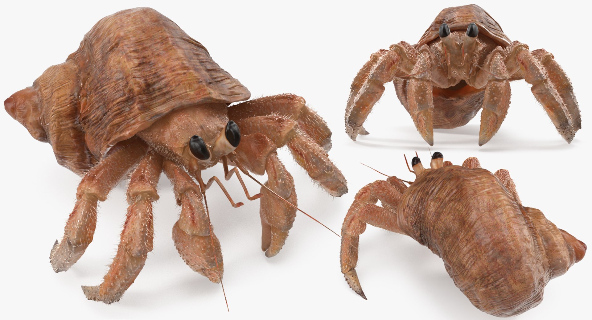 Hermit Crab Fur 3D Model | 1148689 | TurboSquid