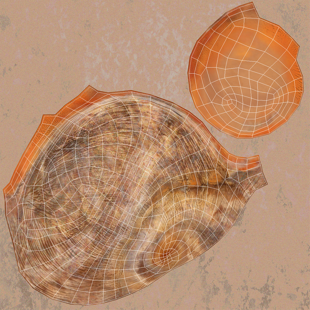 Hermit crab fur 3D model | 1148689 | TurboSquid
