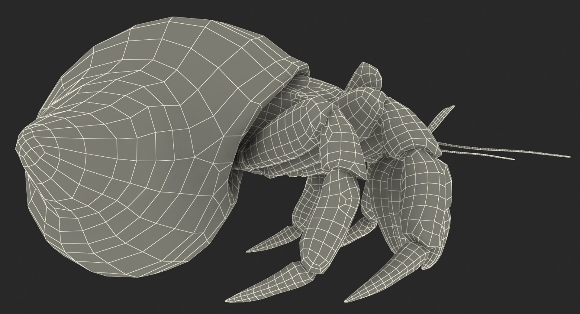 Hermit Crab Fur 3D Model | 1148689 | TurboSquid