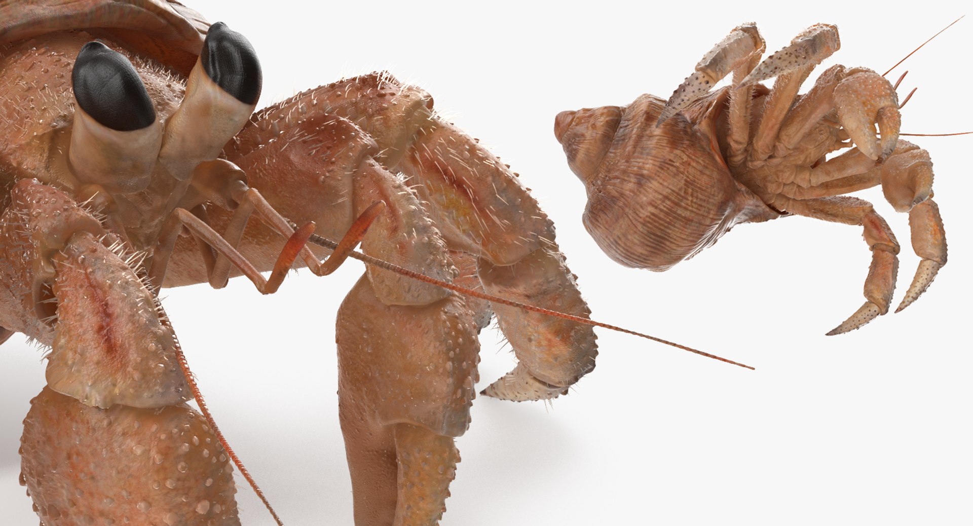 Hermit Crab Fur 3D Model | 1148689 | TurboSquid