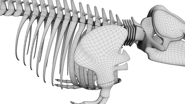 modelo 3d Esqueleto orca orca - TurboSquid 1344727