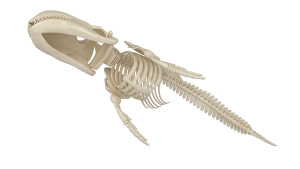 modelo 3d Esqueleto orca orca - TurboSquid 1344727