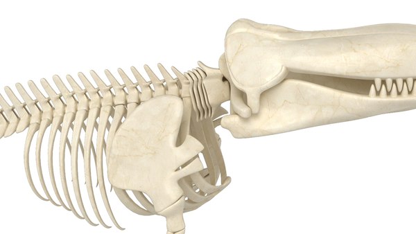 modelo 3d Esqueleto orca orca - TurboSquid 1344727